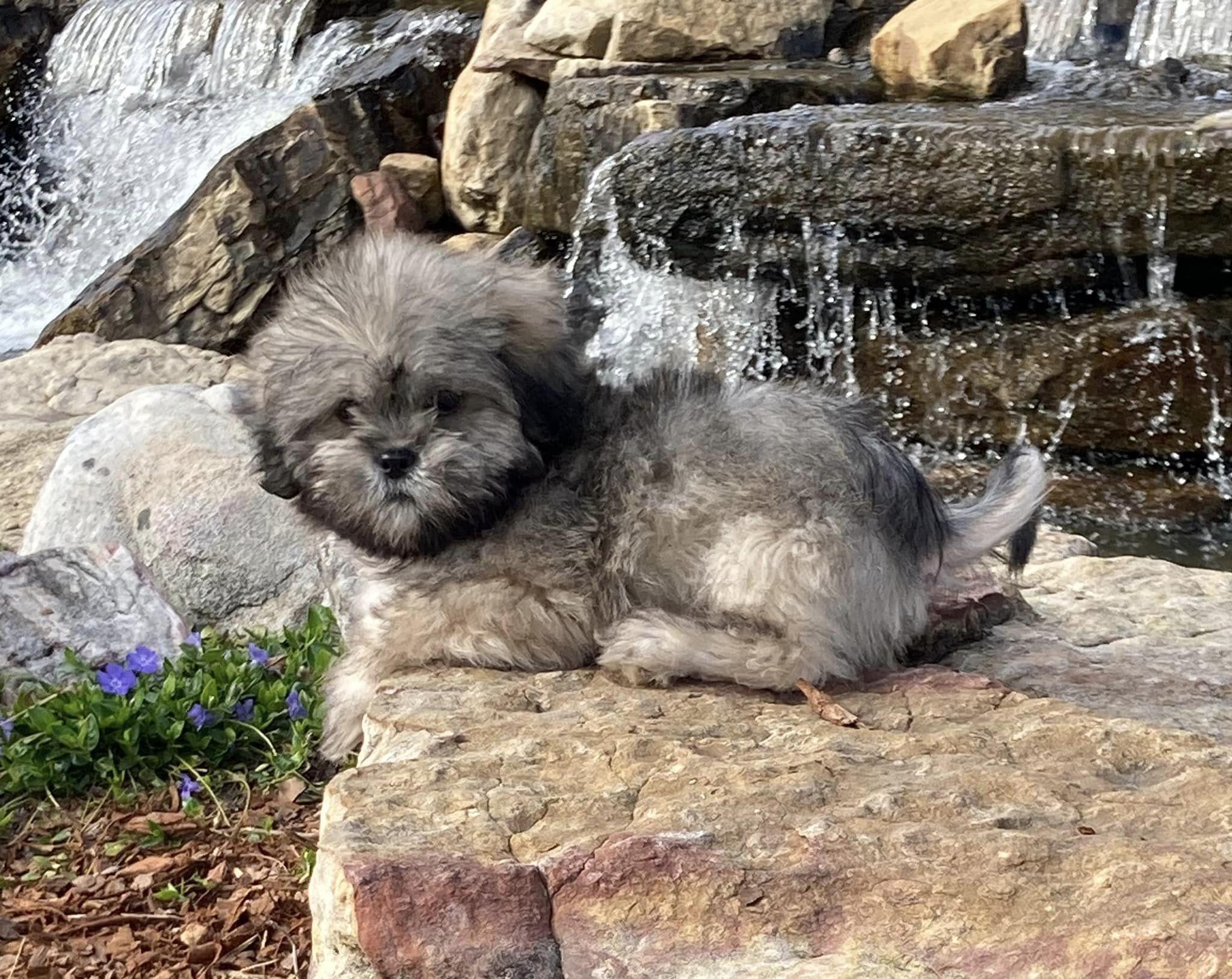 Joy's Lhasa Apsos in North Carolina | Lhasa Apso puppies | Good Dog
