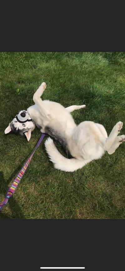 Dream Team Huskies in North Carolina | Siberian Husky puppies | Good Dog