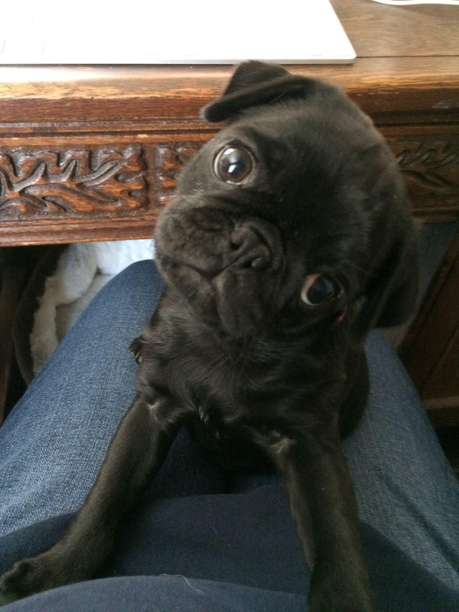 House of Briggs Pugs in Ohio | Pug puppies | Good Dog