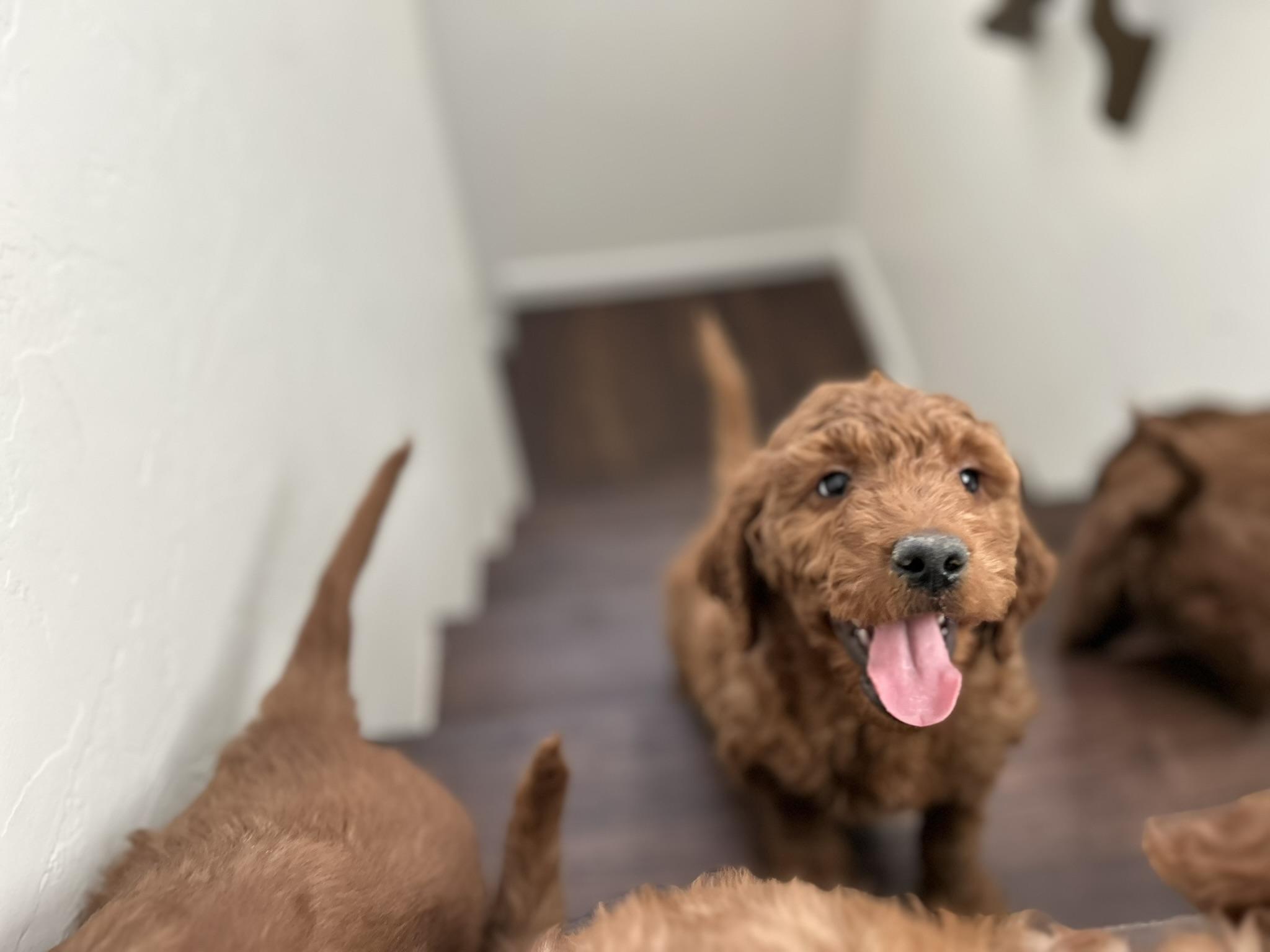 Rustic doodles of Sahuarita, AZ in Arizona | Irish Doodle puppies ...