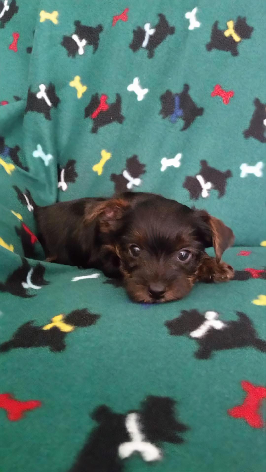 Debbie's Southern Yorkies in Tennessee | Yorkshire Terrier puppies ...
