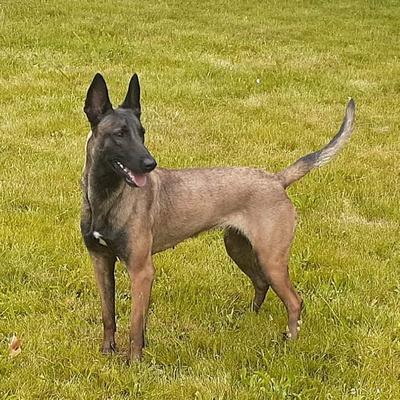 Dream K9 in Michigan | Belgian Malinois and Great Dane puppies | Good Dog