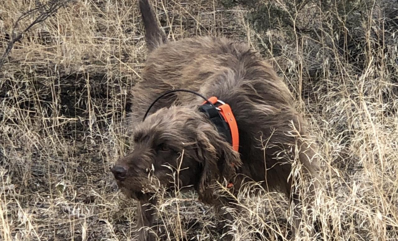 Deschutes Pudelpointer in Oregon | Pudelpointer puppies | Good Dog
