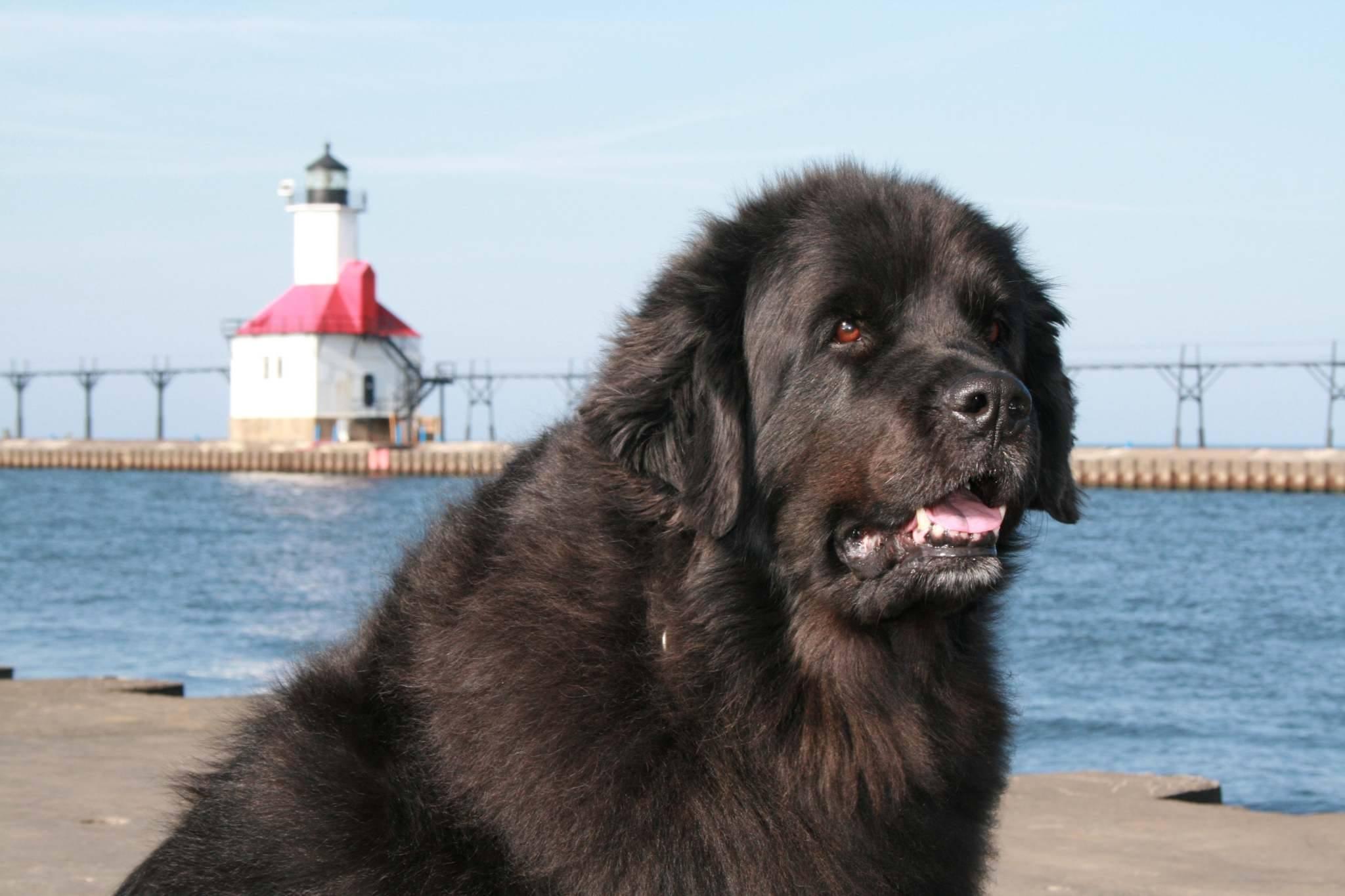 Glenauldyn Newfoundlands in Michigan | Newfoundland puppies | Good Dog