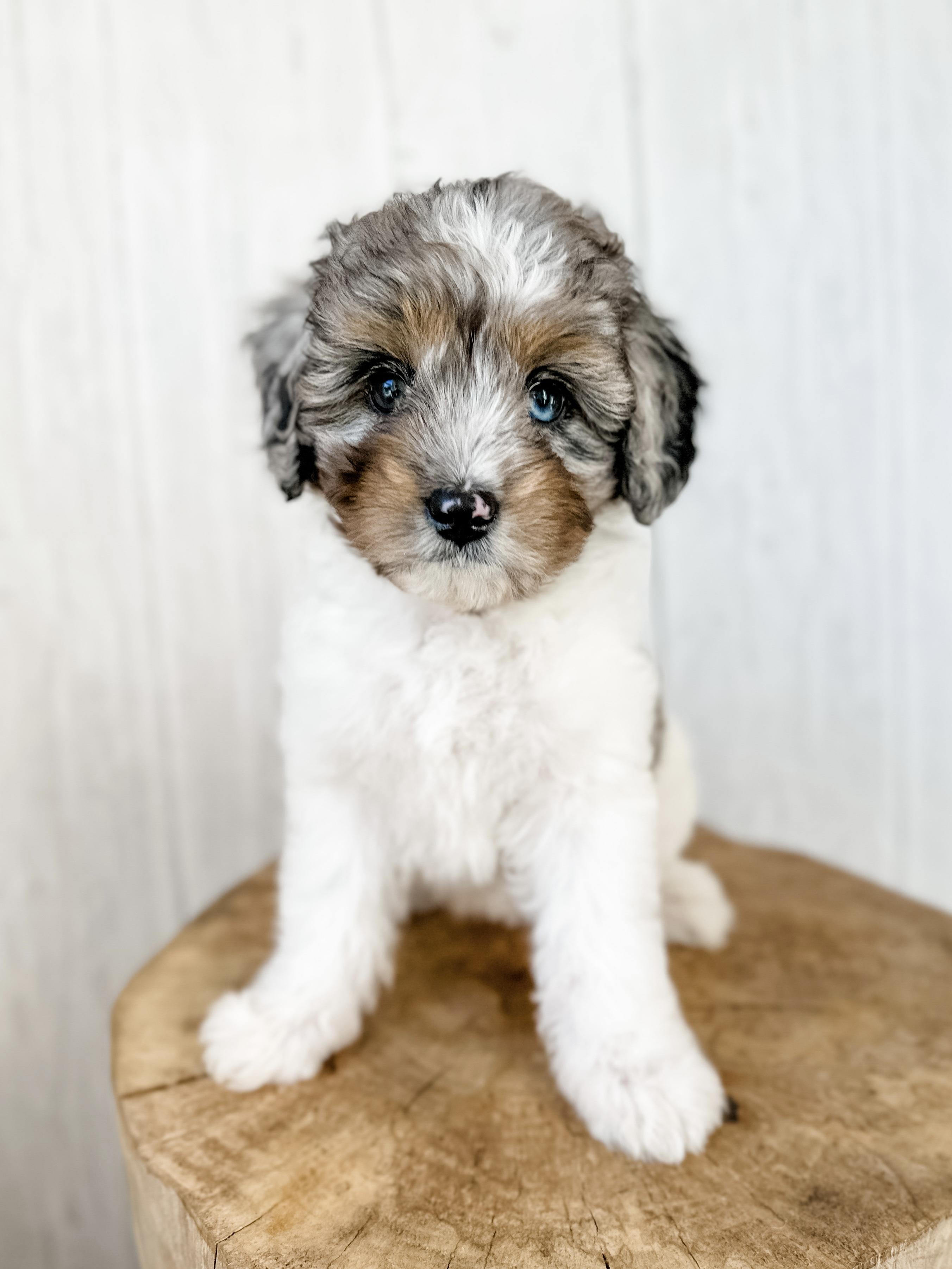 Doodle Love Laugh in Washington | Aussiedoodle and Assorted Doodle ...