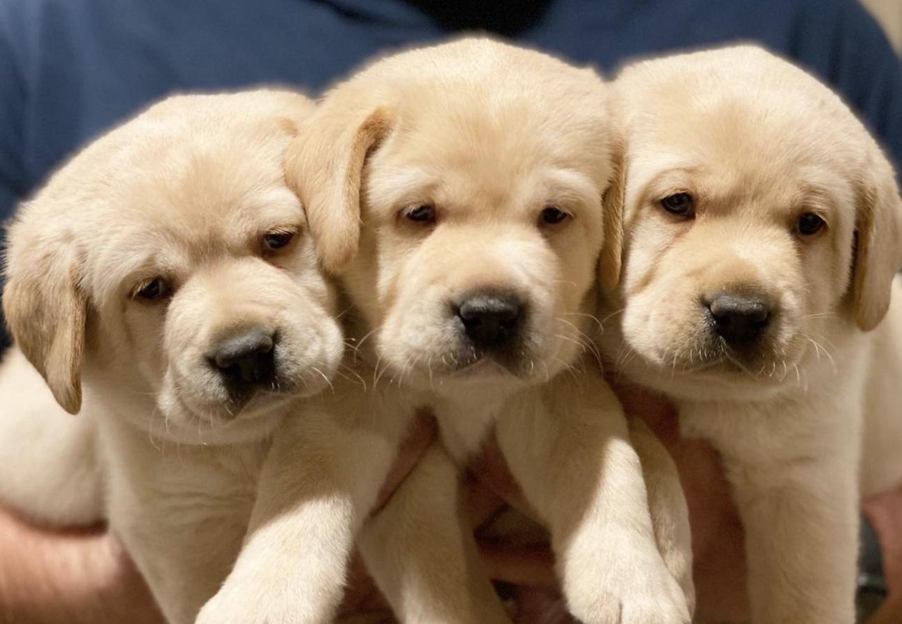 Grand Oaks Labradors in Utah | Labrador Retriever puppies | Good Dog