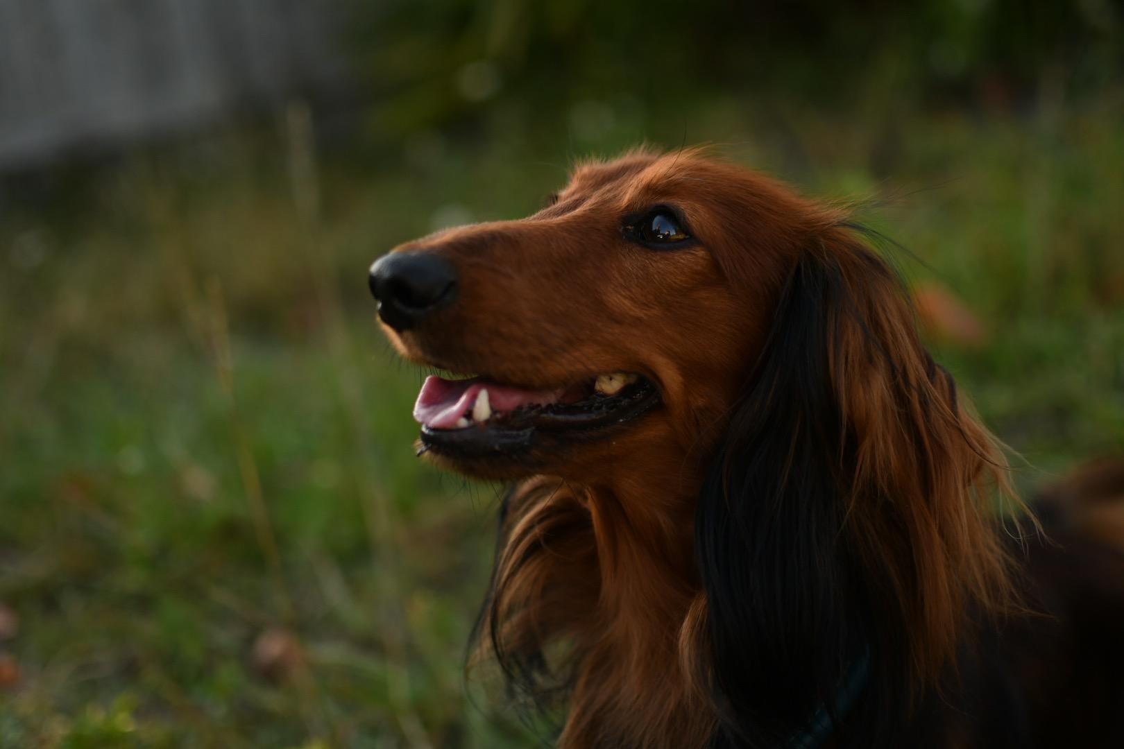 Paradox Dachshunds in Florida | Dachshund puppies | Good Dog