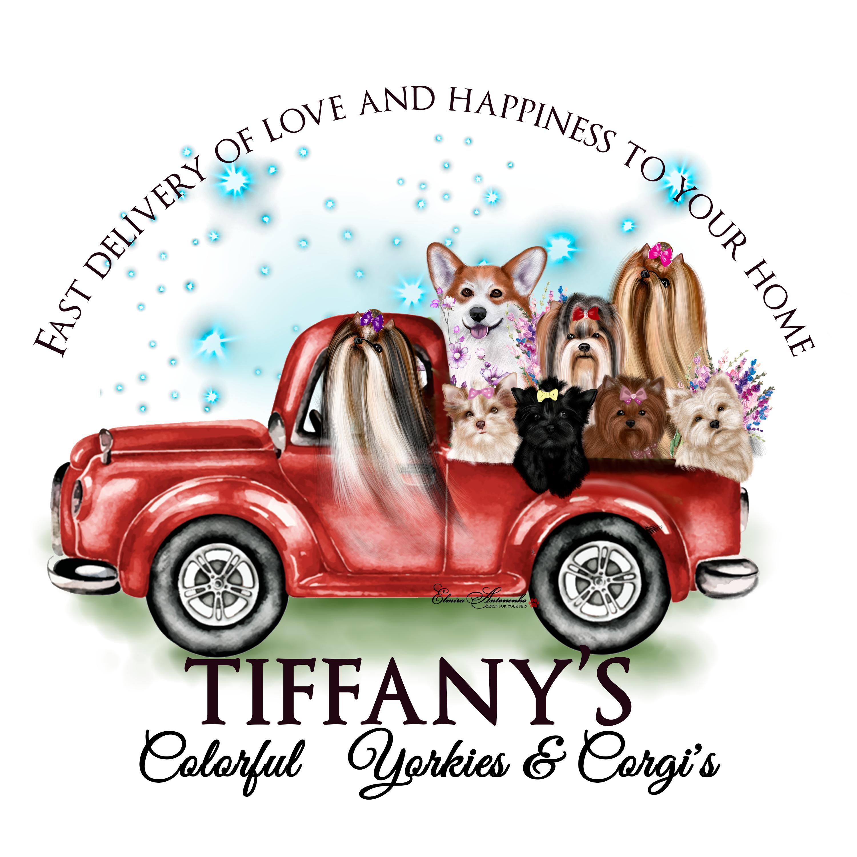 Tiffany’s Colorful Yorkies in North Carolina | Yorkshire Terrier ...