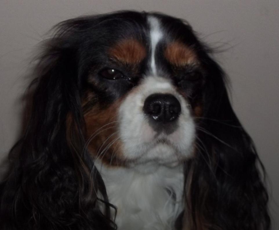 Merimaur Goldens and Cavaliers in New York | Cavalier King Charles ...