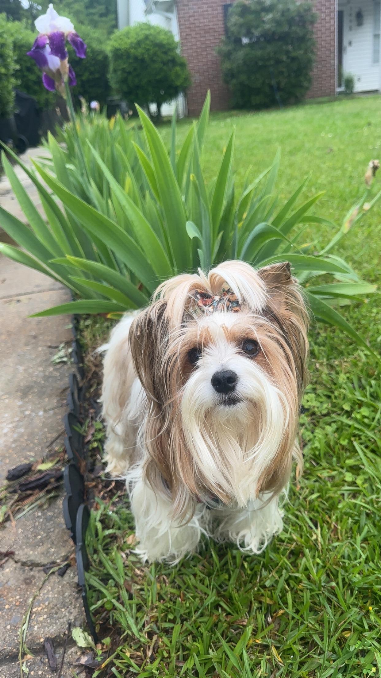 Little Bark Partí Yorks in Alabama | Yorkshire Terrier puppies | Good Dog