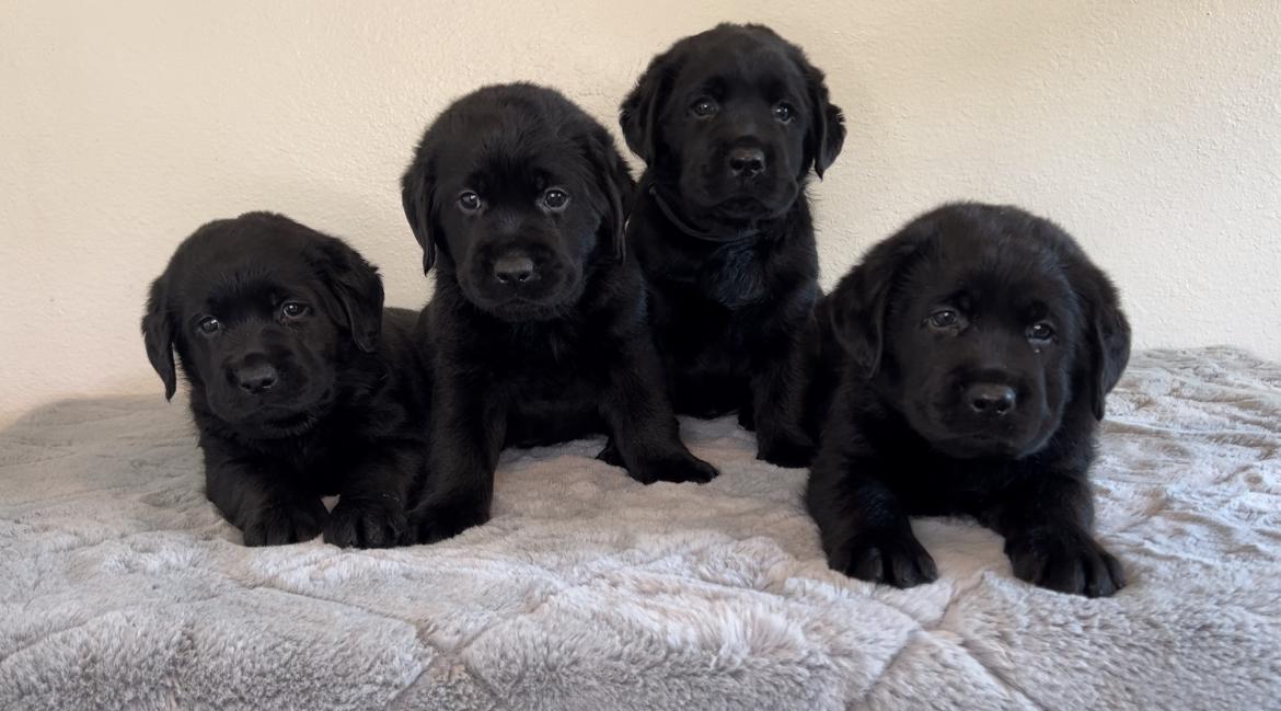 Pure Heaven Labs in Tennessee | Labrador Retriever puppies | Good Dog