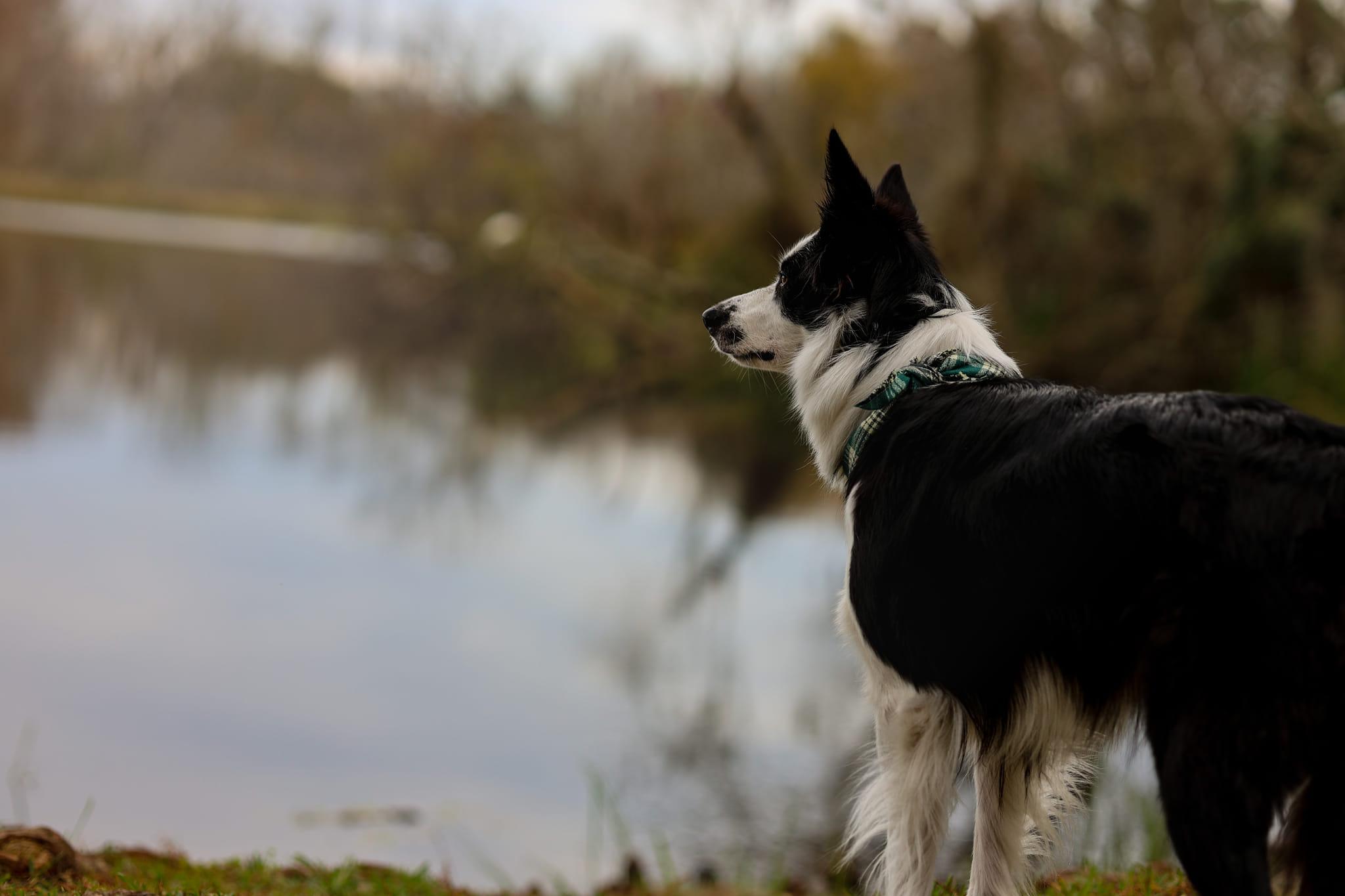 Starfall Border Collies in Florida | Border Collie puppies | Good Dog