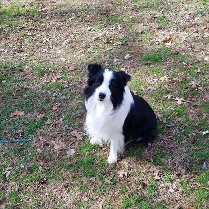 Larimar Border Collies and Papillons in North Carolina | Border Collie ...