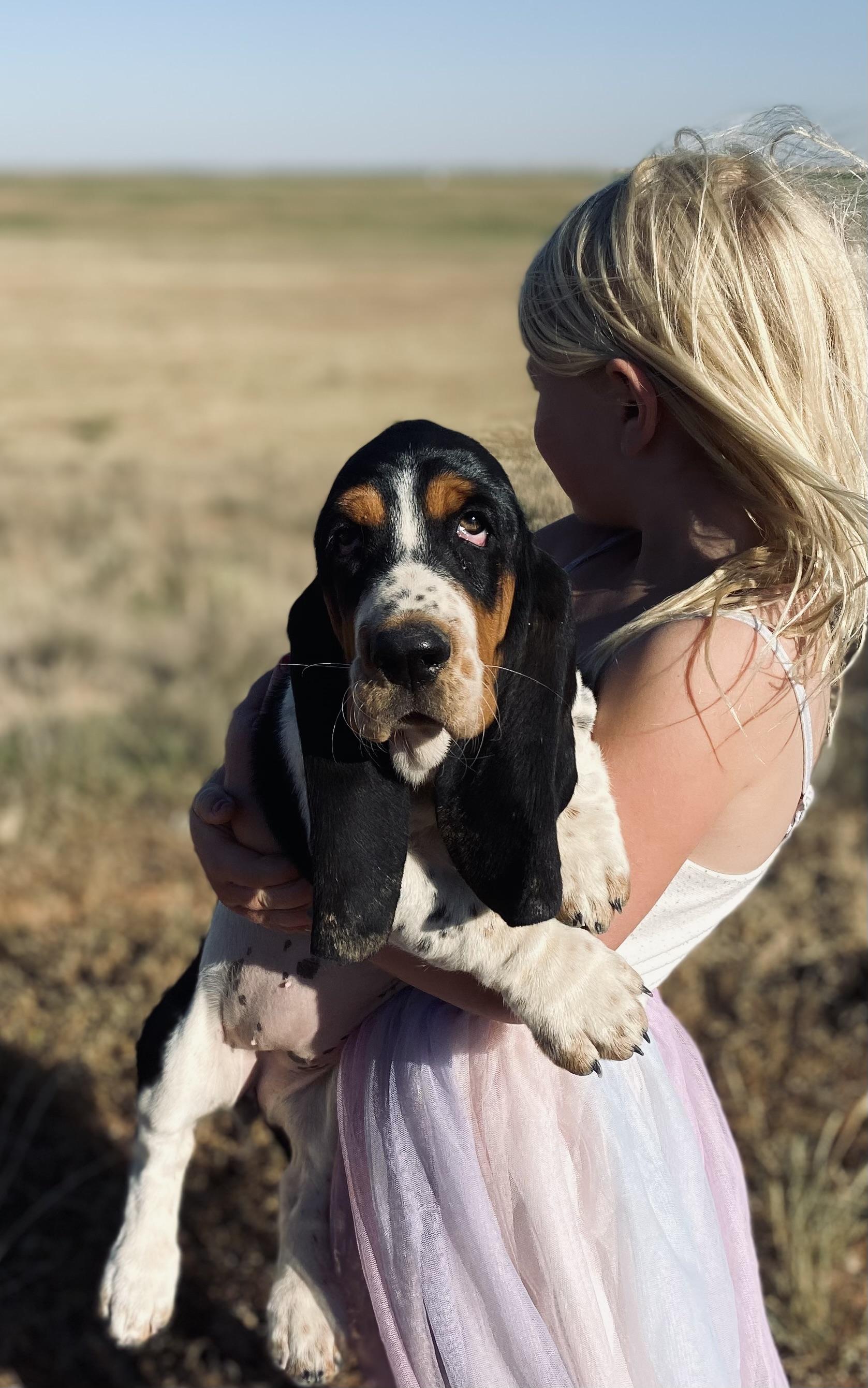 Savage Sisters Basset Hounds in Texas | Basset Hound puppies | Good Dog