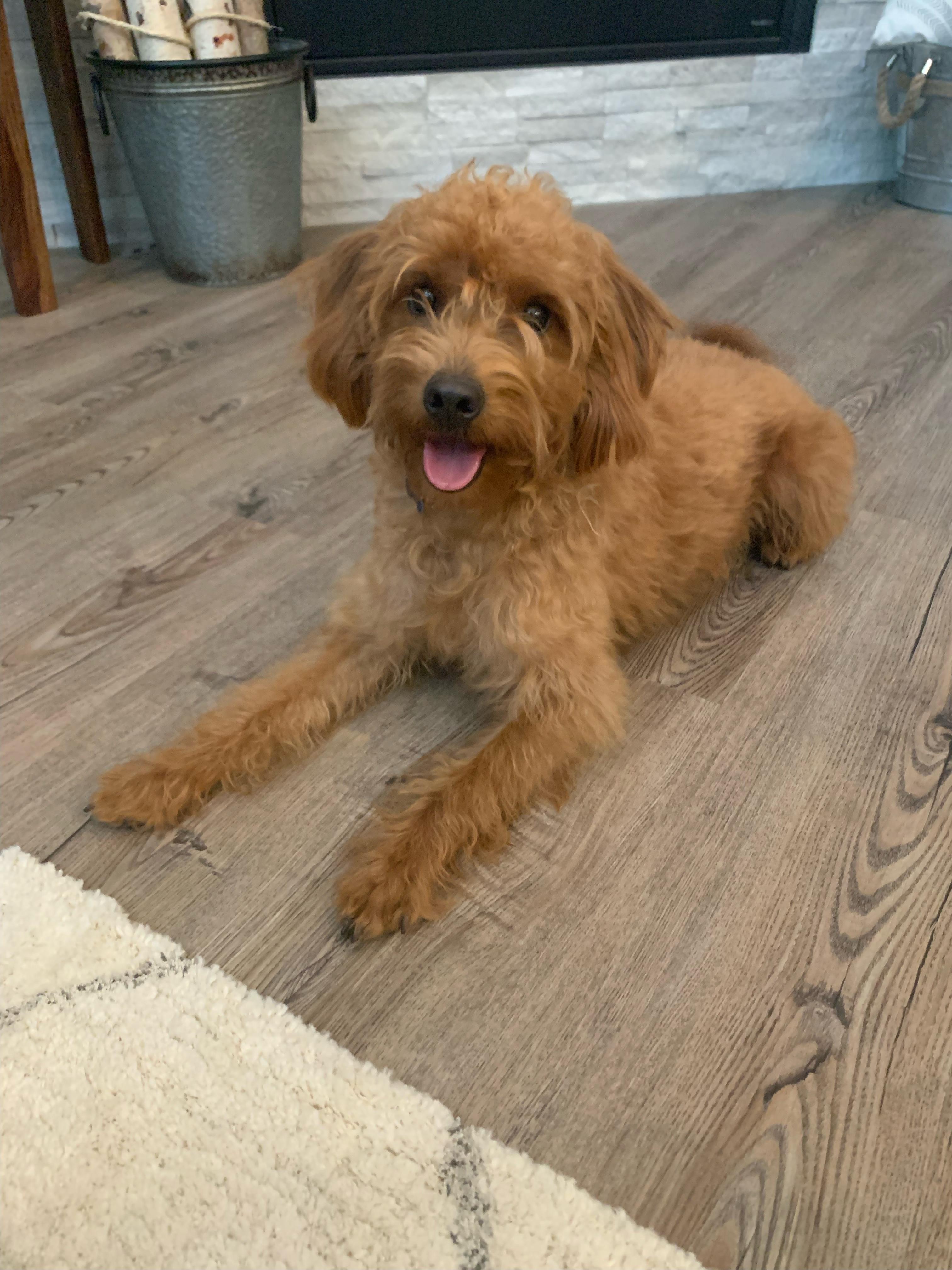 Cook Doodles in Texas | Labradoodle puppies | Good Dog