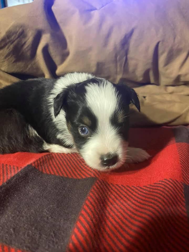 Copper Star Aussies in Arizona | Miniature Australian Shepherd and Toy ...