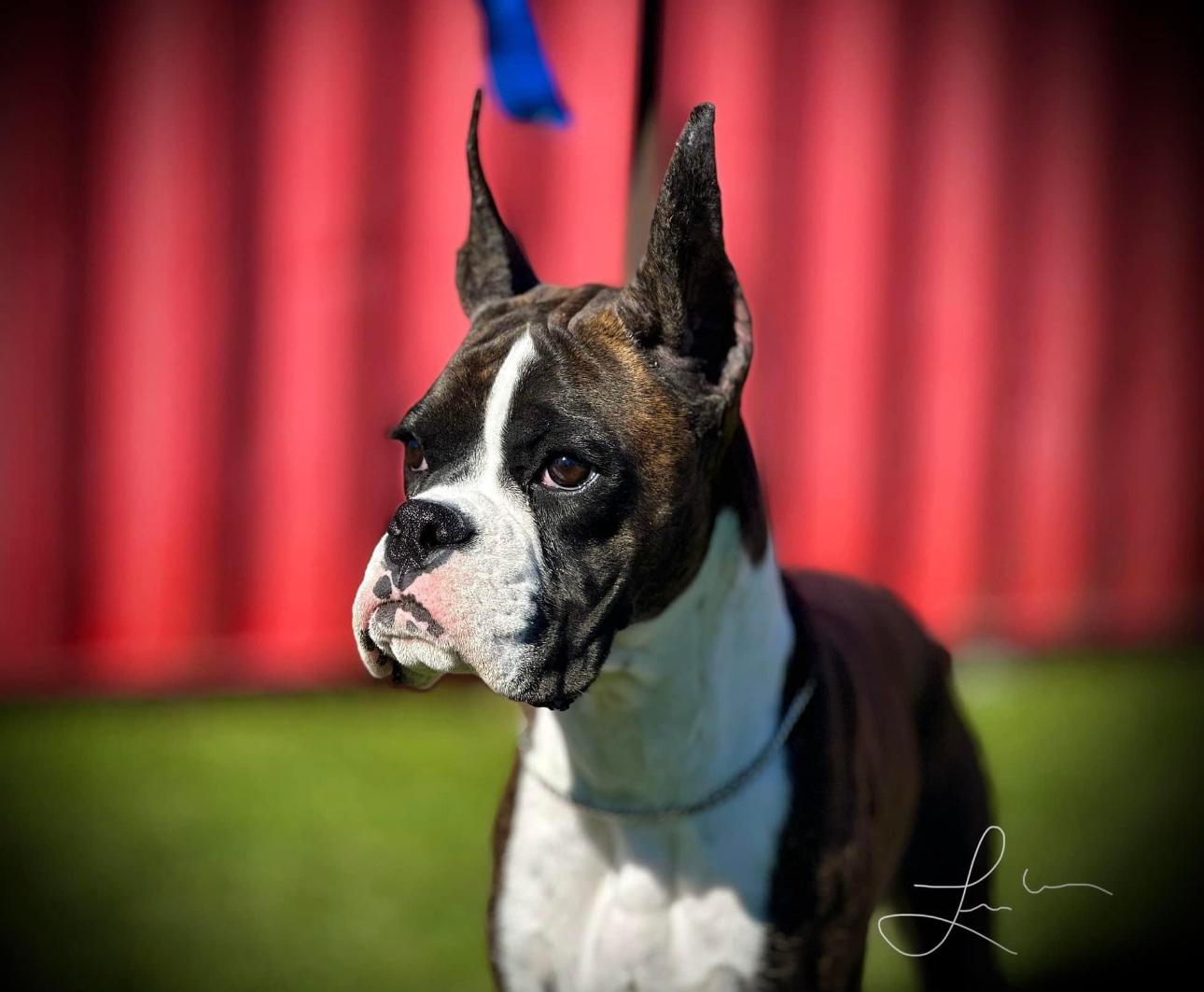 SouthFork Ranch in Kansas | Boxer, Chow Chow, Parson Russell Terrier or ...