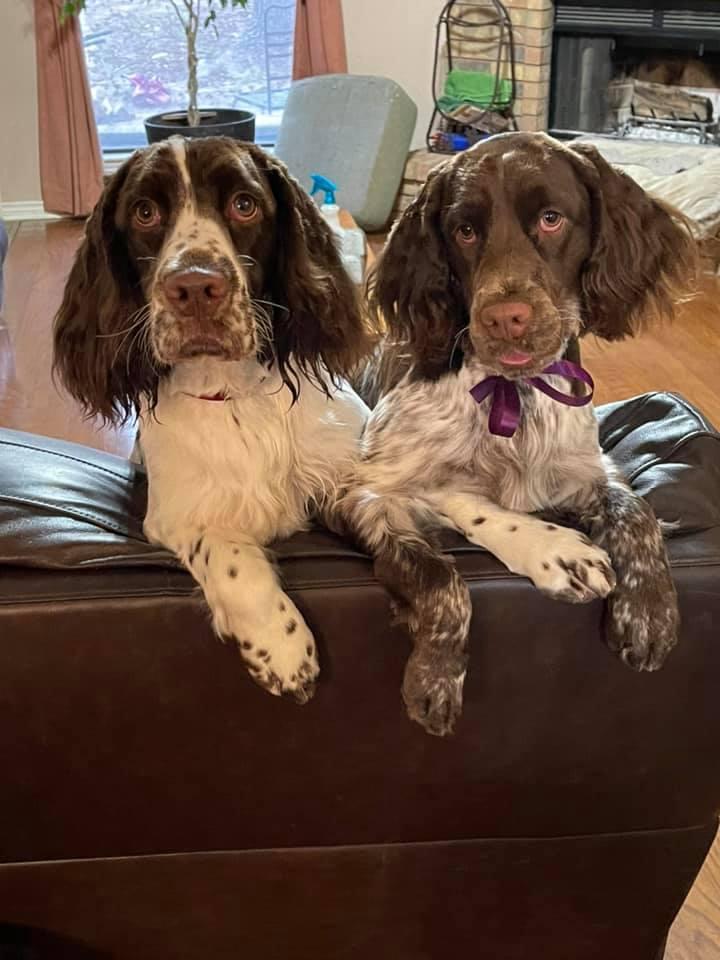 Taylor Family Kennels in Texas | English Springer Spaniel puppies ...