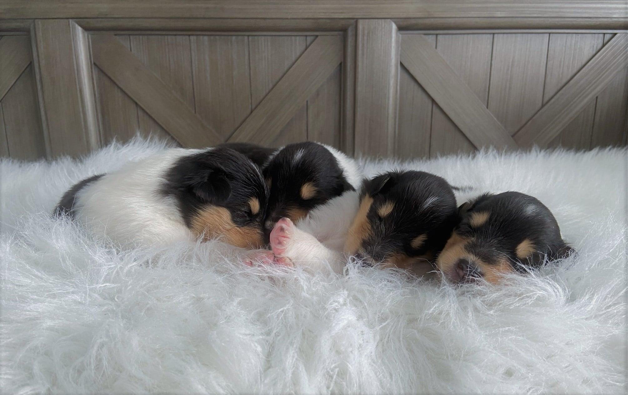 SUNCREST COLLIES in Florida | Collie puppies | Good Dog