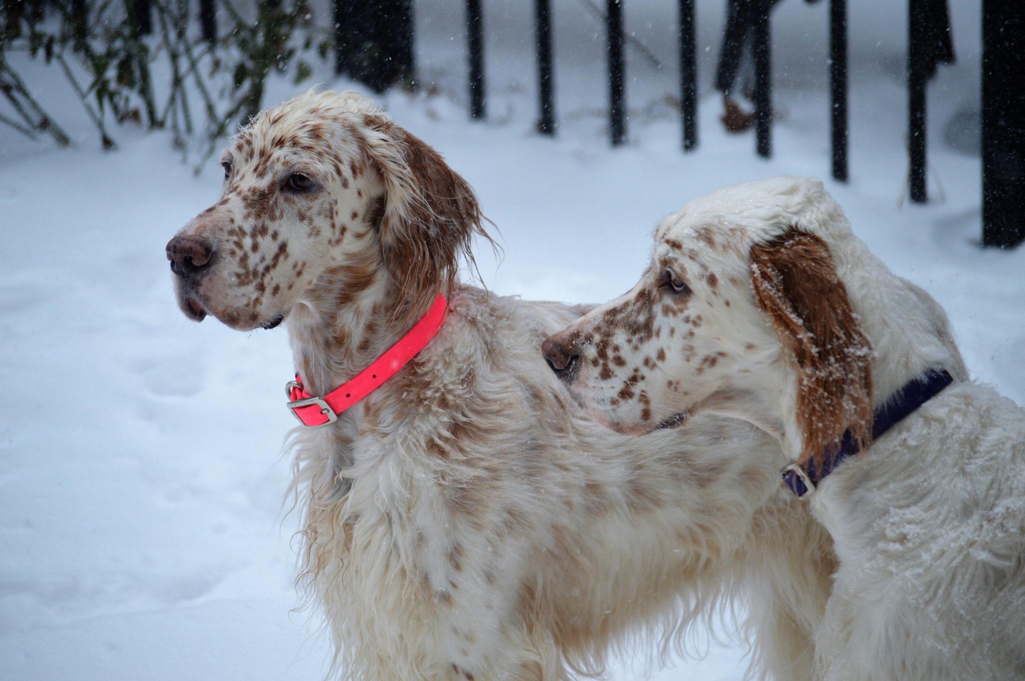 Jane Danek's English Setters in New Jersey | English Setter puppies ...