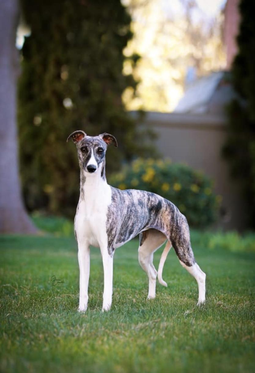 Terri Erickson's Whippets in Washington | Whippet puppies | Good Dog
