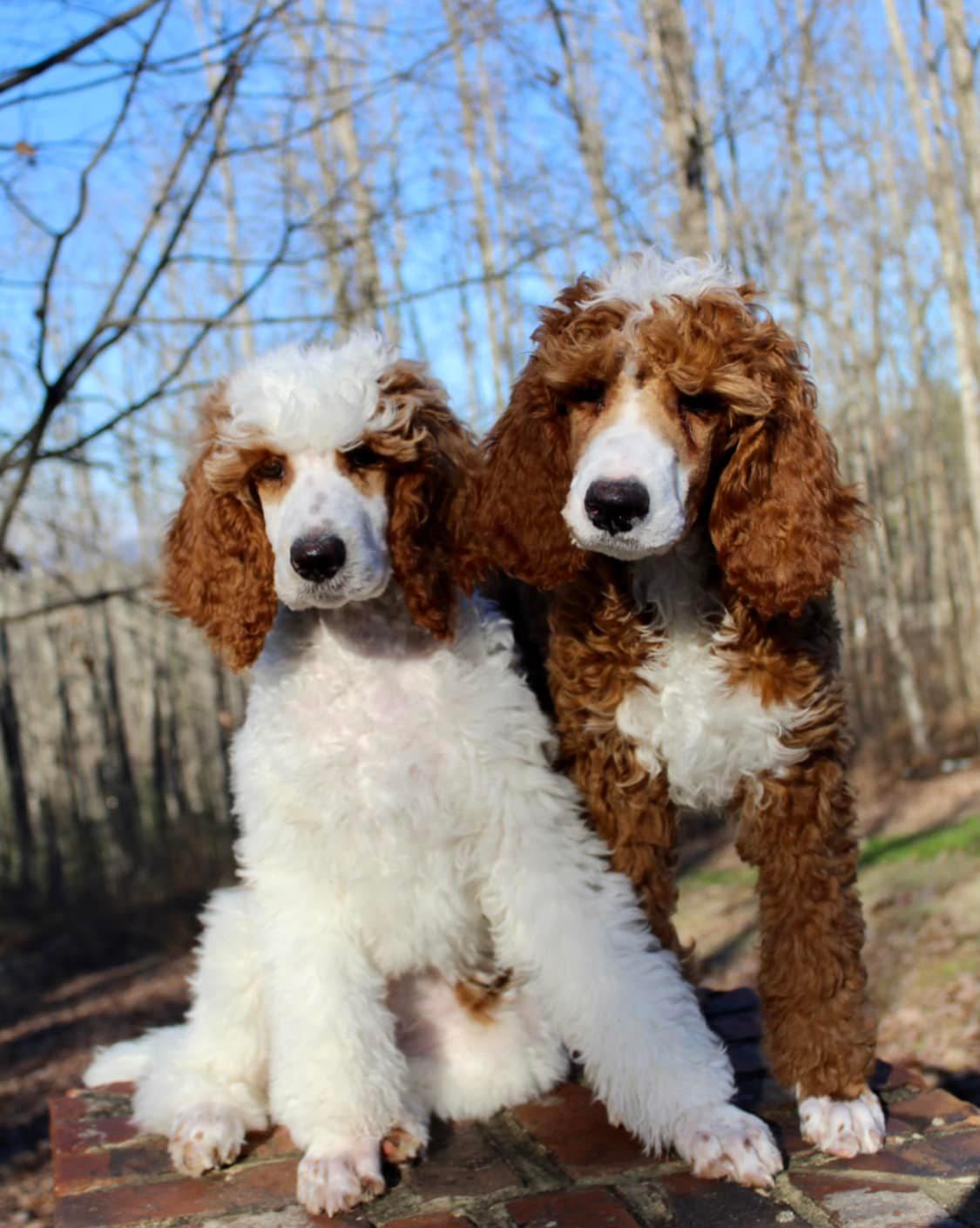 Posh Poodles Alabama in Alabama | Poodle puppies | Good Dog