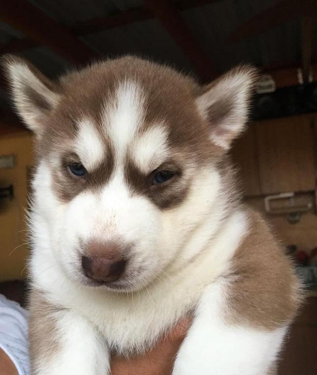 Milly's Showline Pets in Florida | Siberian Husky puppies | Good Dog