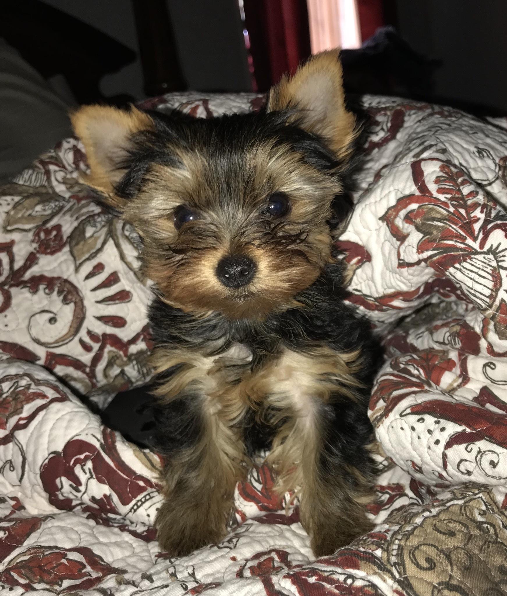 Debra’s Yorkies in Florida | Yorkshire Terrier puppies | Good Dog