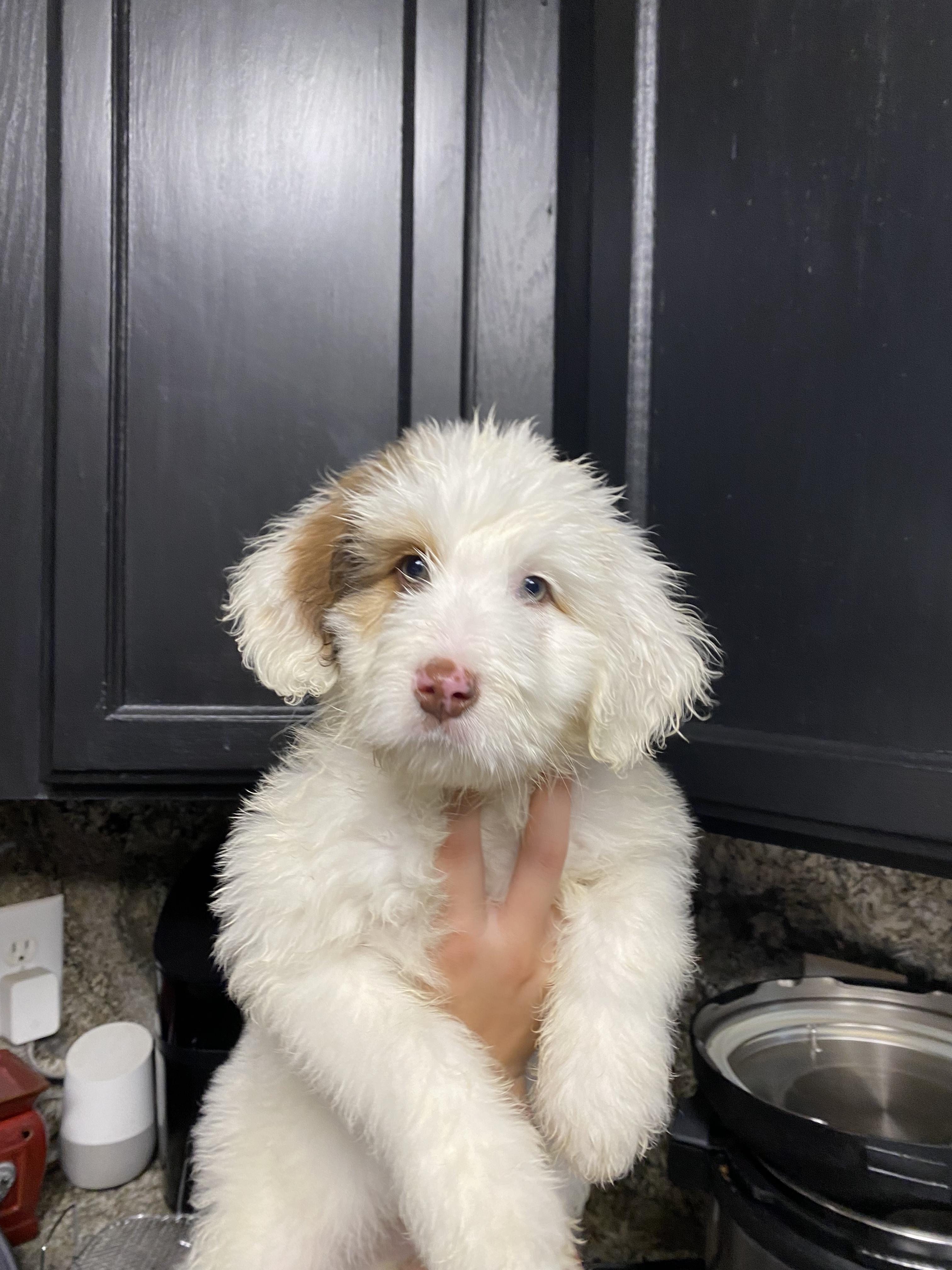 CF Aussiedoodles in Ohio | Aussiedoodle puppies | Good Dog