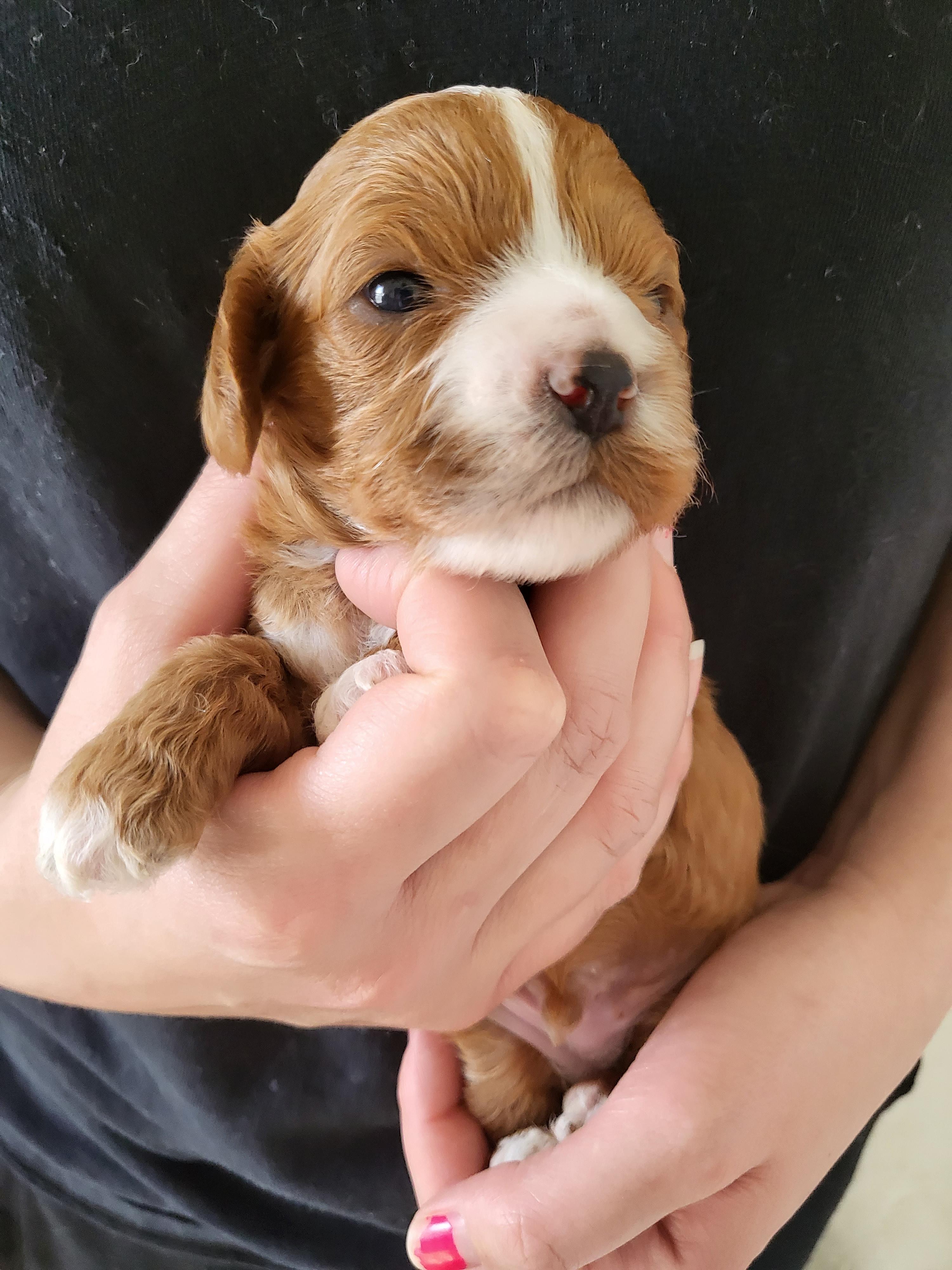 Happy Doodles- Cockapoo and Cavapoo puppies in Kansas | Cavapoo and ...