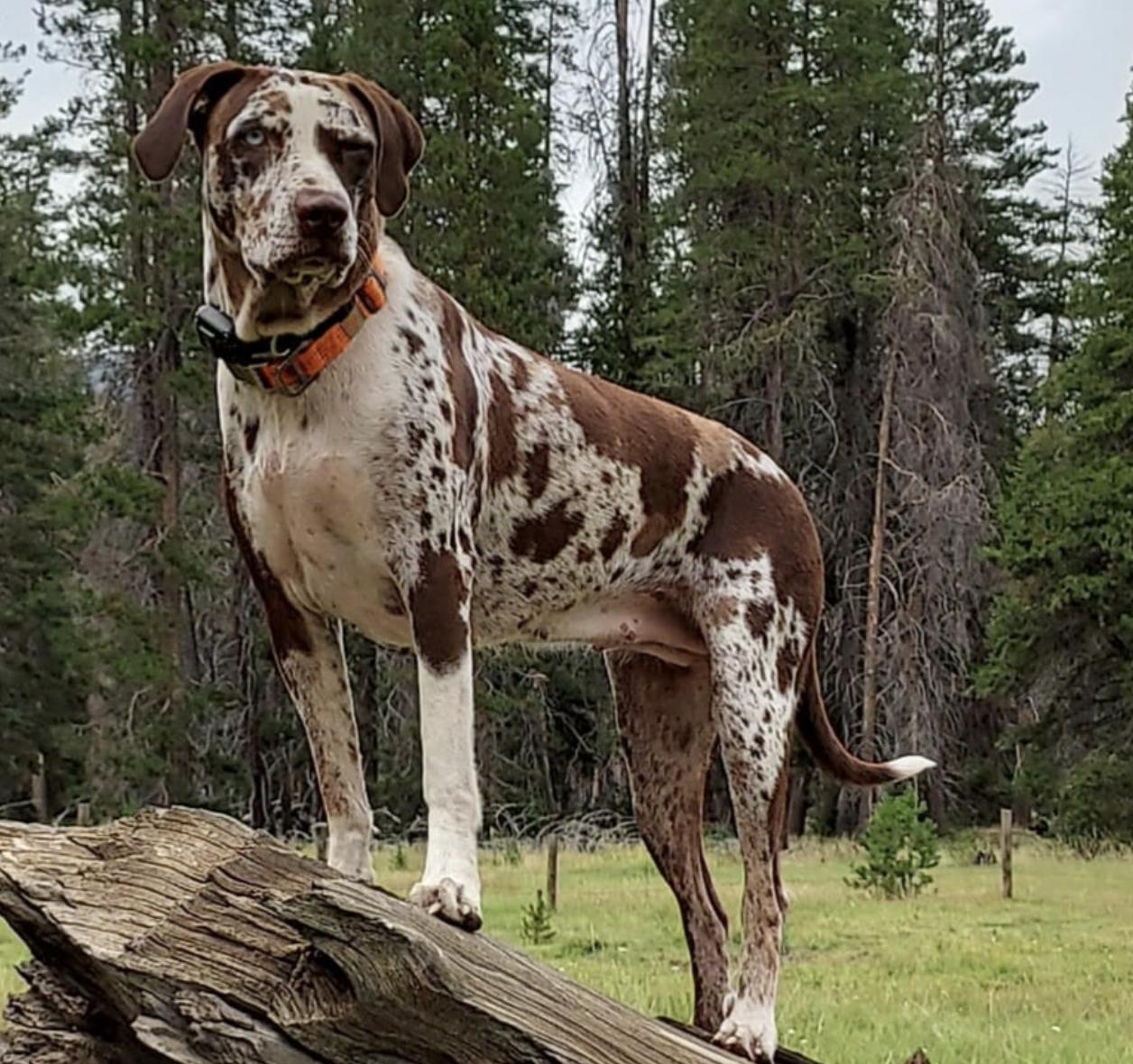 Marcee's Catahoulas in California | Catahoula Leopard Dog puppies ...