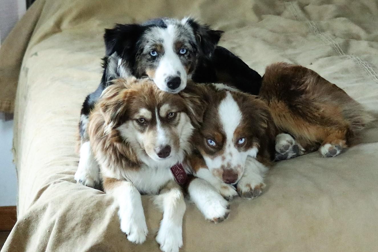 Bock's Mini Aussies in Colorado | Miniature Australian Shepherd puppies ...
