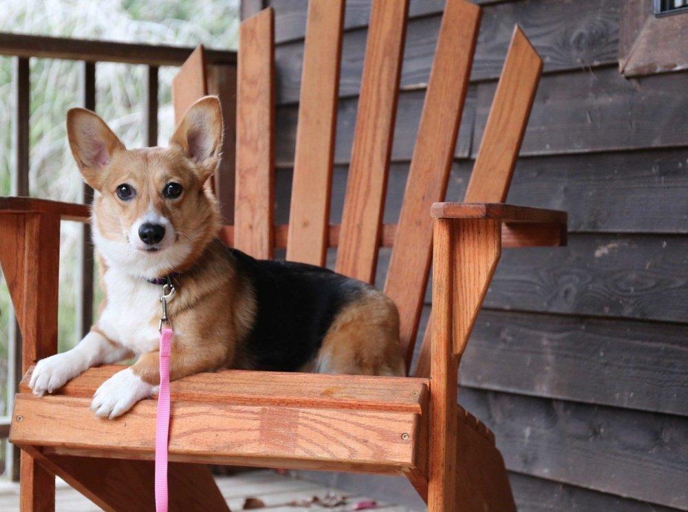 Riverside Corgis in Kentucky | Pembroke Welsh Corgi puppies | Good Dog