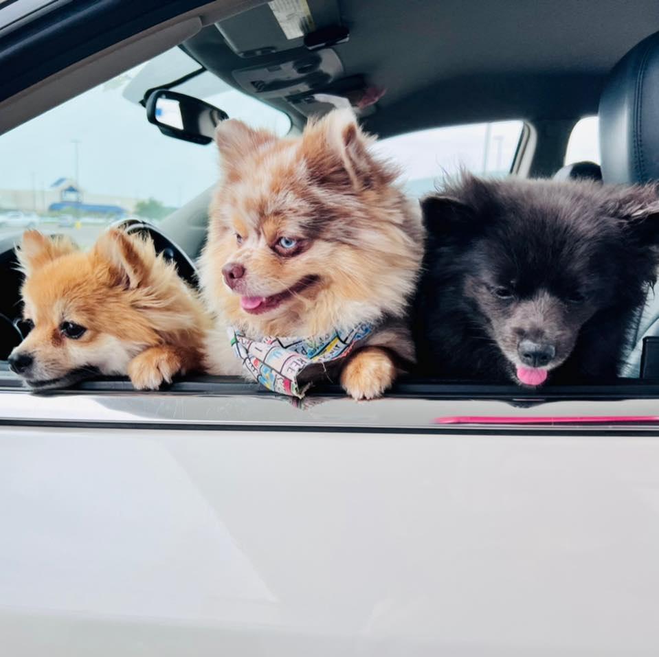 Texas Tumbleweed Poms in Texas | Pomeranian puppies | Good Dog