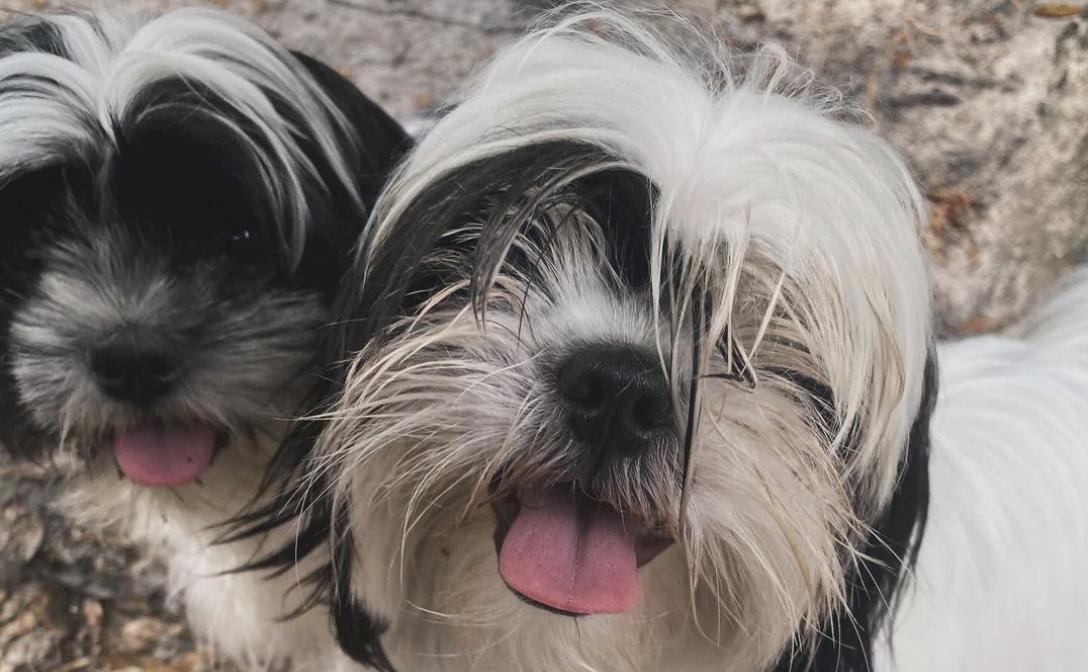 Puppies Full of Love in North Carolina | Companion Cross puppies | Good Dog