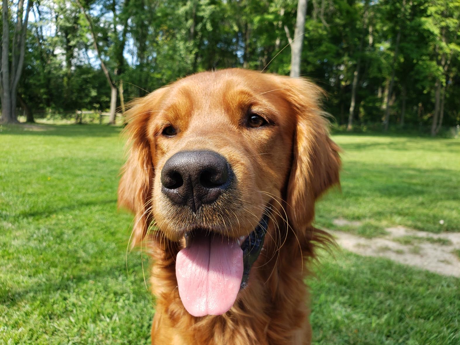 Double D Ranch Golden Retrievers LLC in Michigan | Golden Retriever ...