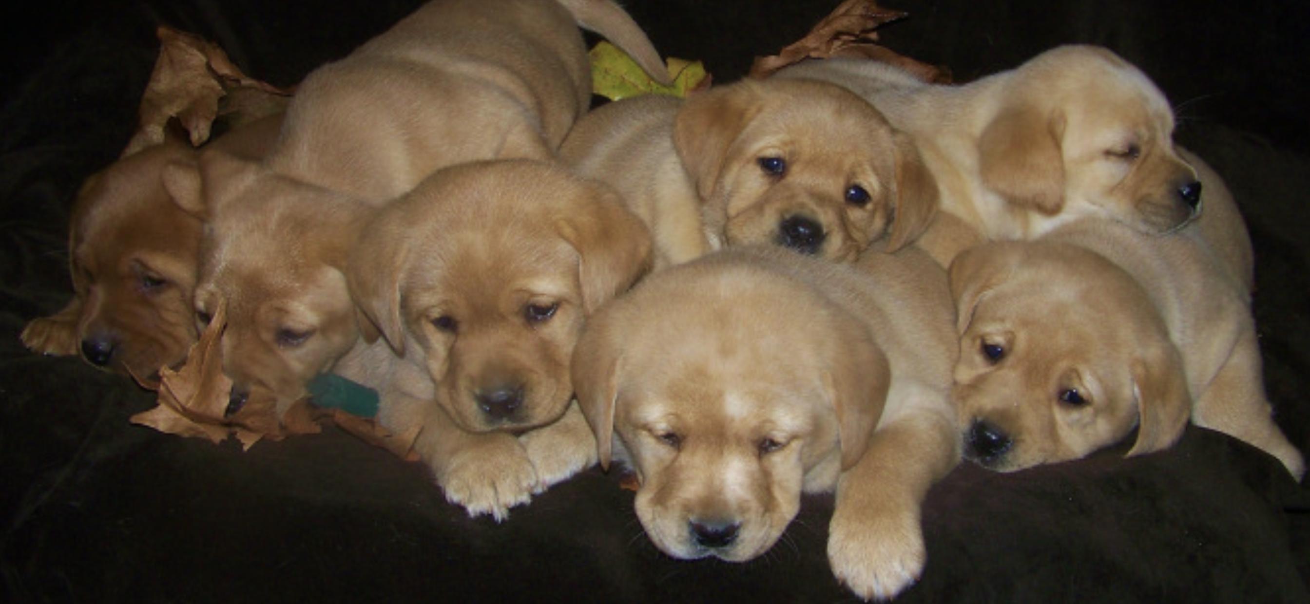 KC Labradors in Washington | Labrador Retriever puppies | Good Dog