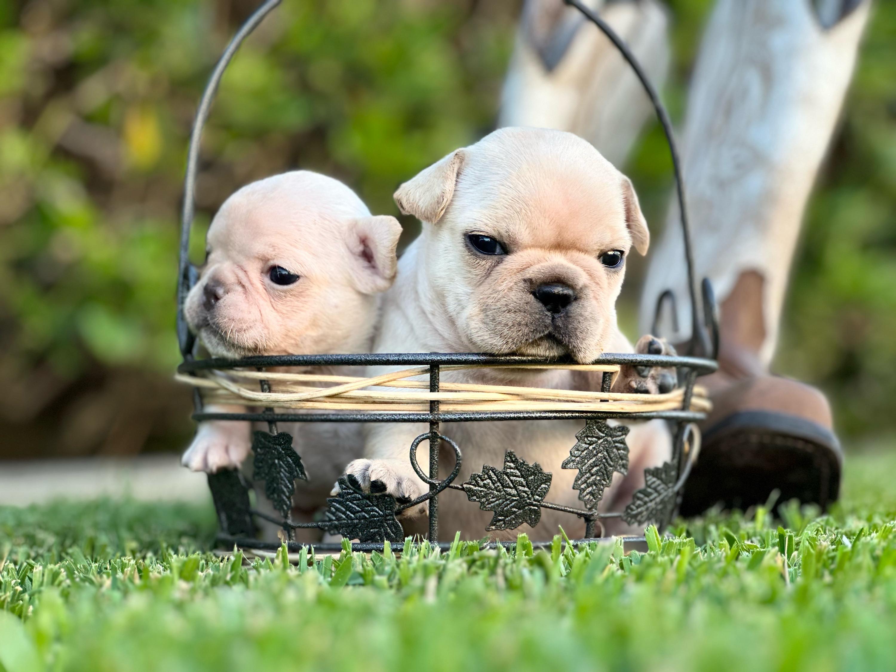 Desiree Ortiz's French Bull Dogs and Labrador Retrievers in California ...