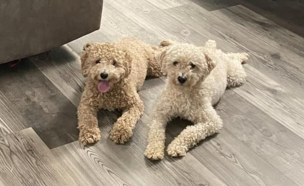 Loveable Cockapoos in Georgia | Cockapoo puppies | Good Dog