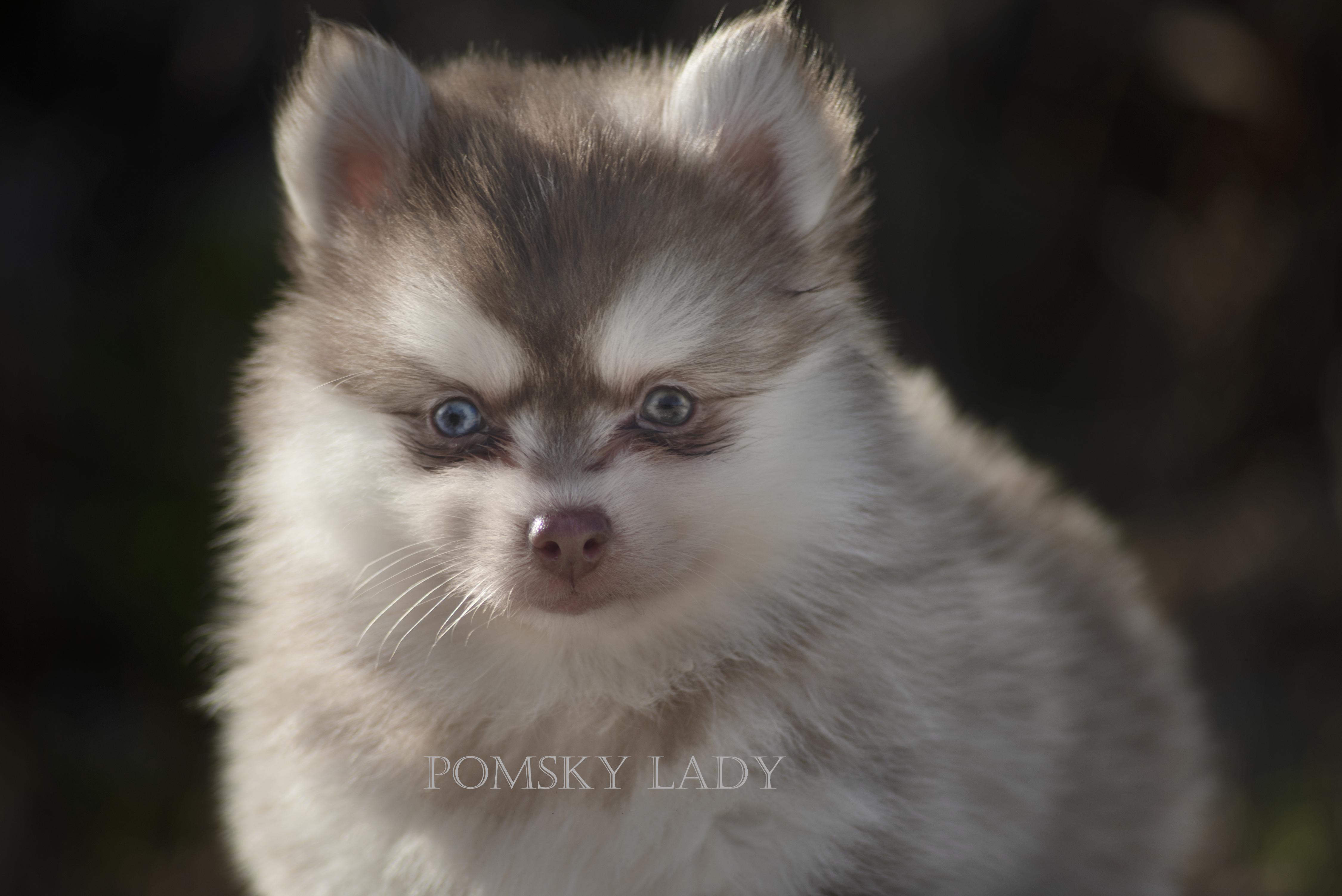 Pomsky Lady in Texas | Pomsky puppies | Good Dog