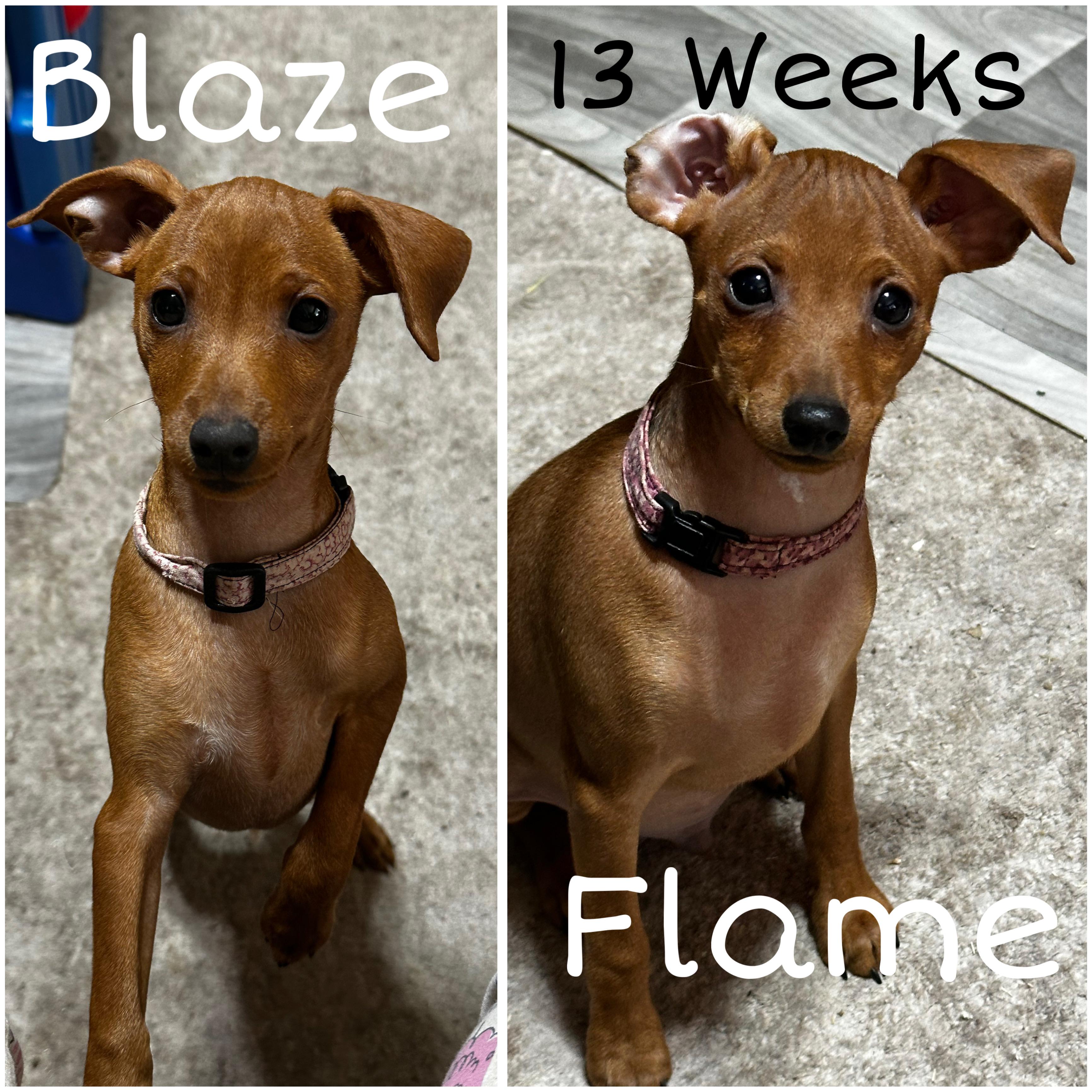 Fede Miniature Pinschers & Russian Toys in Arizona | Miniature Pinscher ...