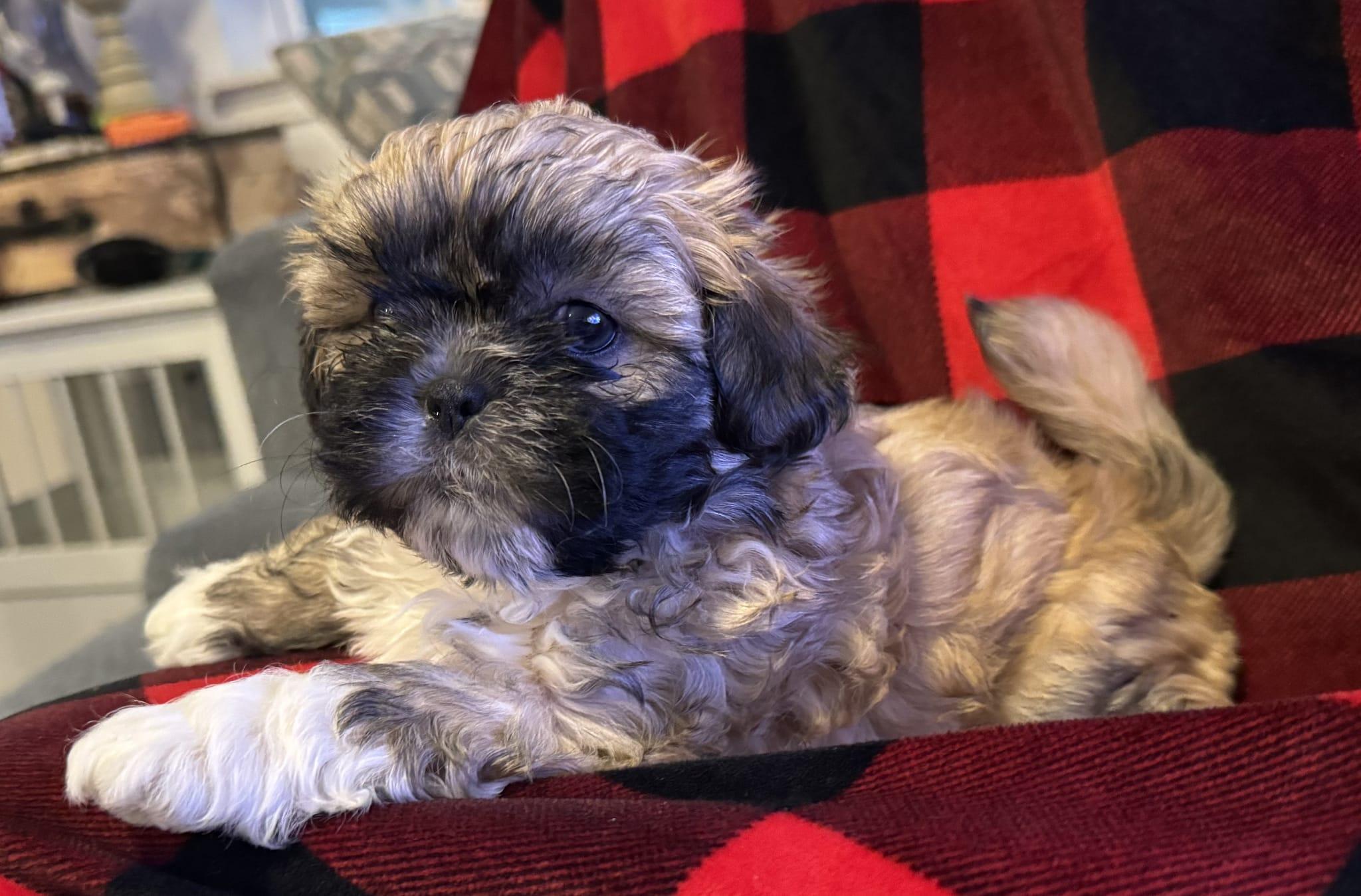 CC's Happy Shitz in Florida | Shih Tzu puppies | Good Dog