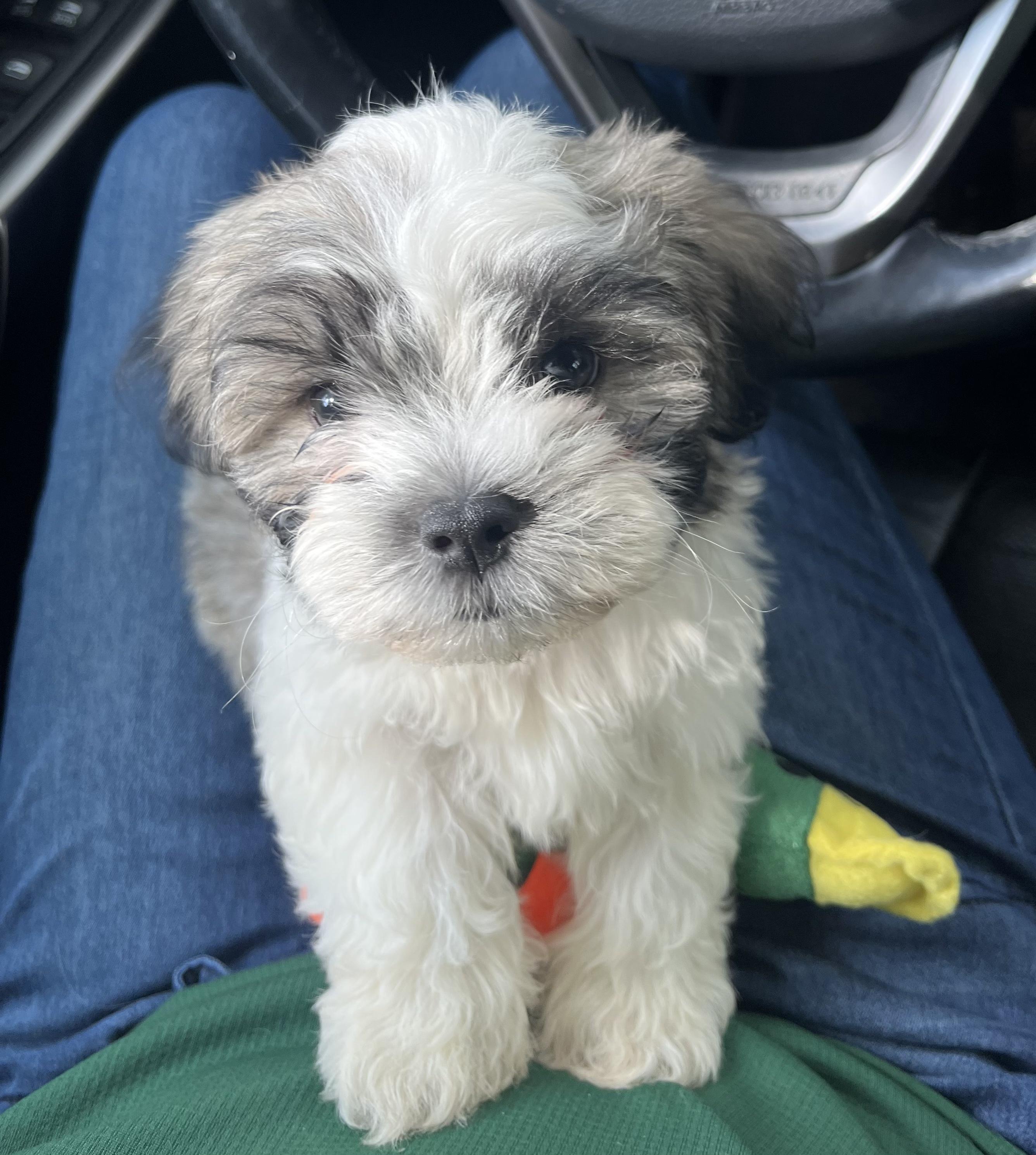 Ted E Bear Ranch in Texas | Shichon puppies | Good Dog