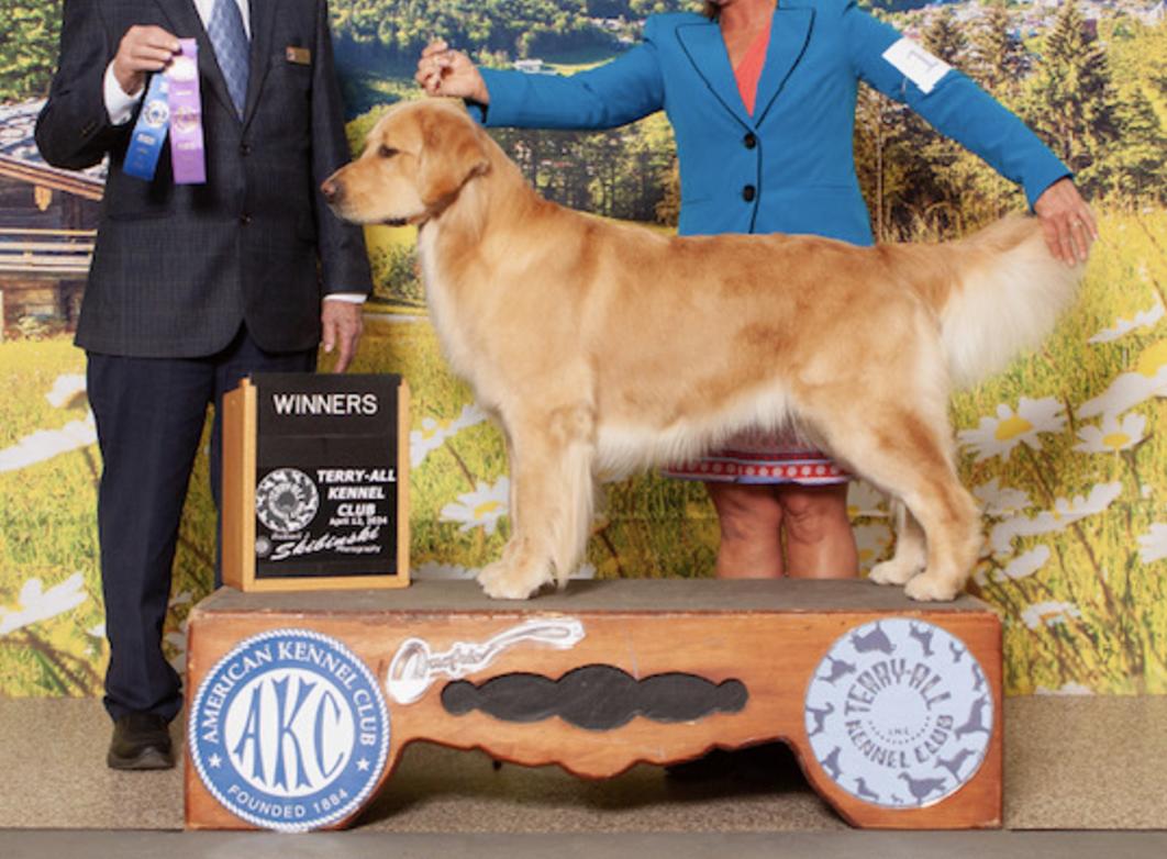 Adelaide’s Great Danes and Golden Retrievers in Colorado | Golden ...