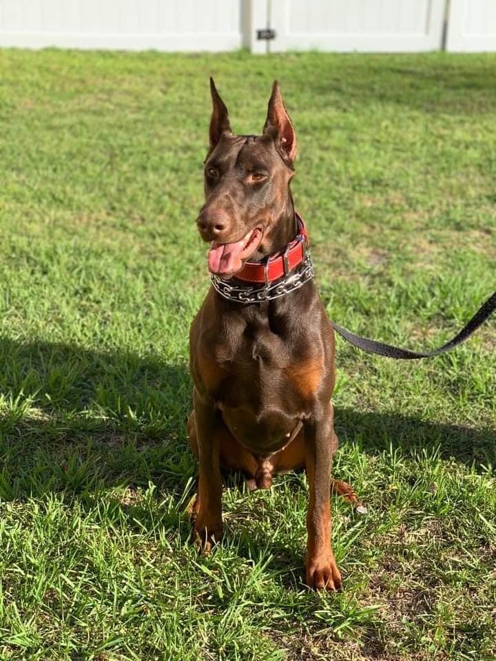 Knights Squire Dobermans in Indiana | Doberman Pinscher puppies | Good Dog