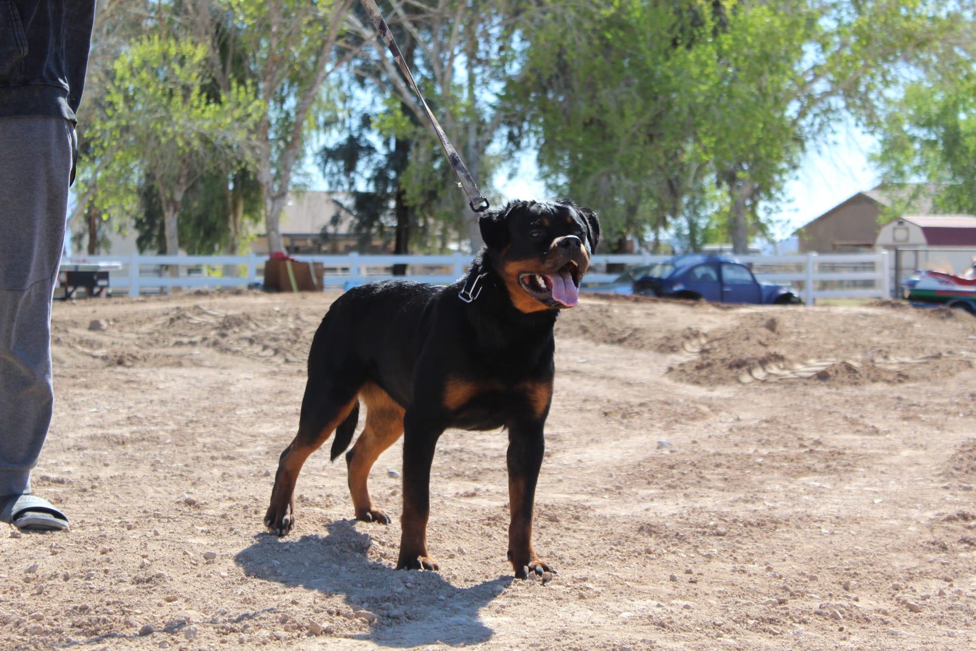 Von Hause Herrera in Arizona | Rottweiler puppies | Good Dog
