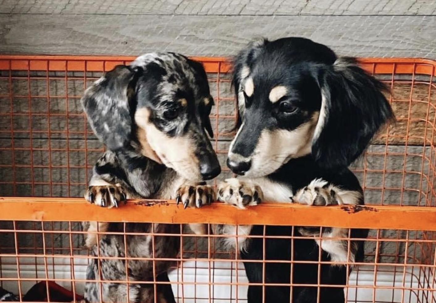Teenie Weenies of Central Oregon in Oregon | Dachshund puppies | Good Dog