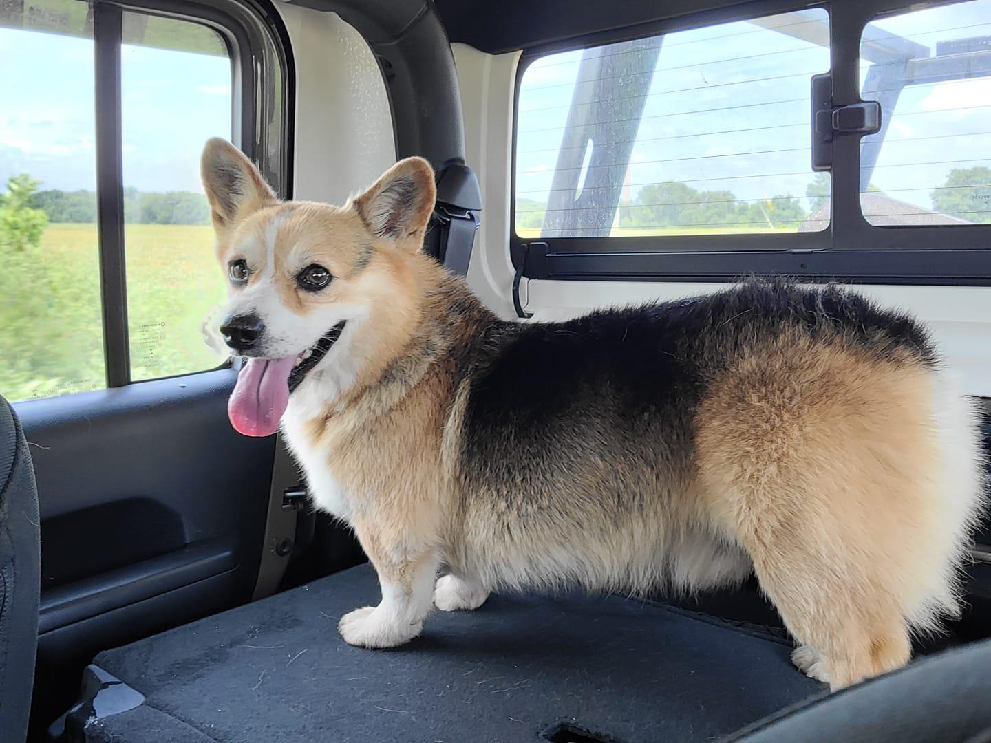 Pinkyella Corgis in Oklahoma | Pembroke Welsh Corgi puppies | Good Dog