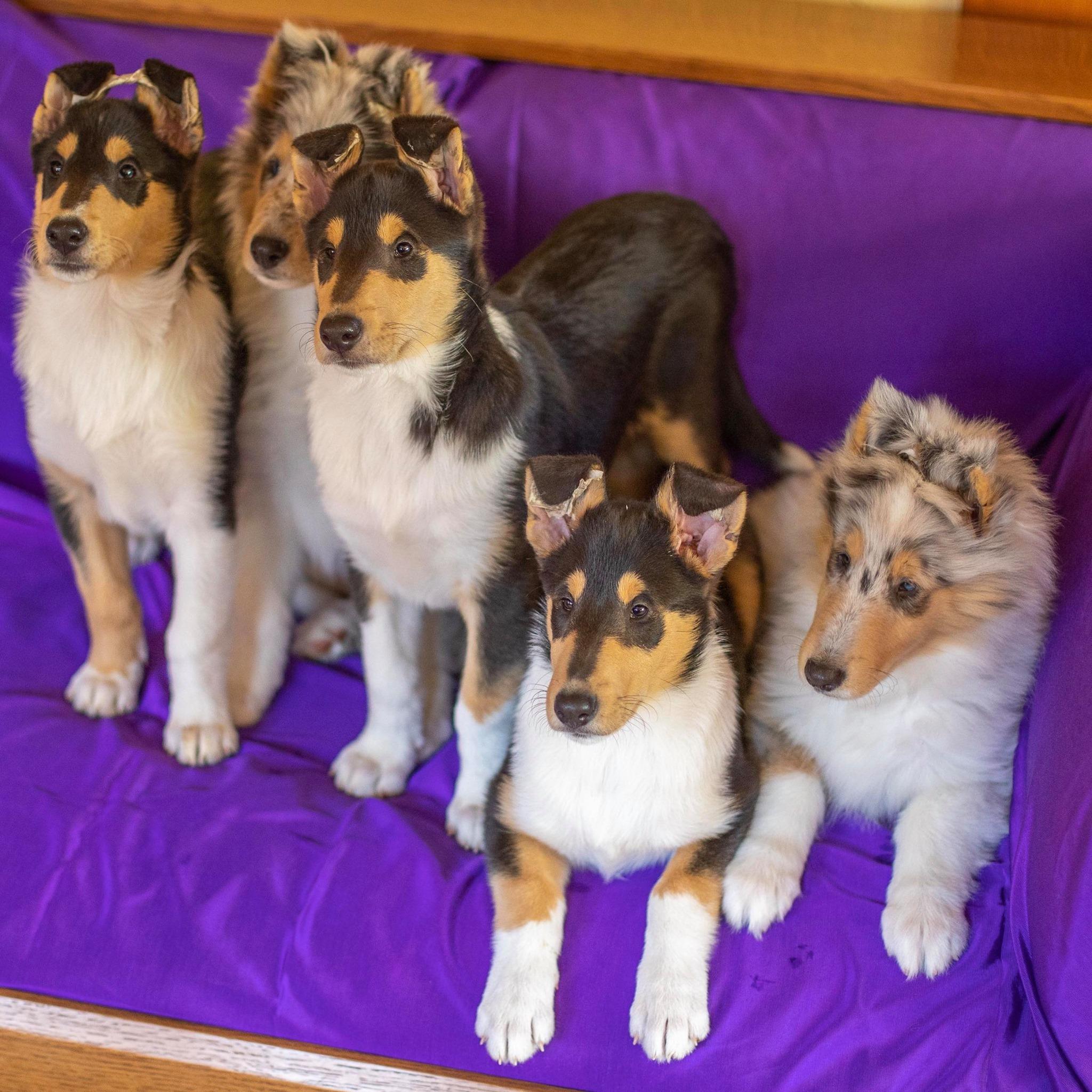 Wicklow Collies in California | Collie puppies | Good Dog