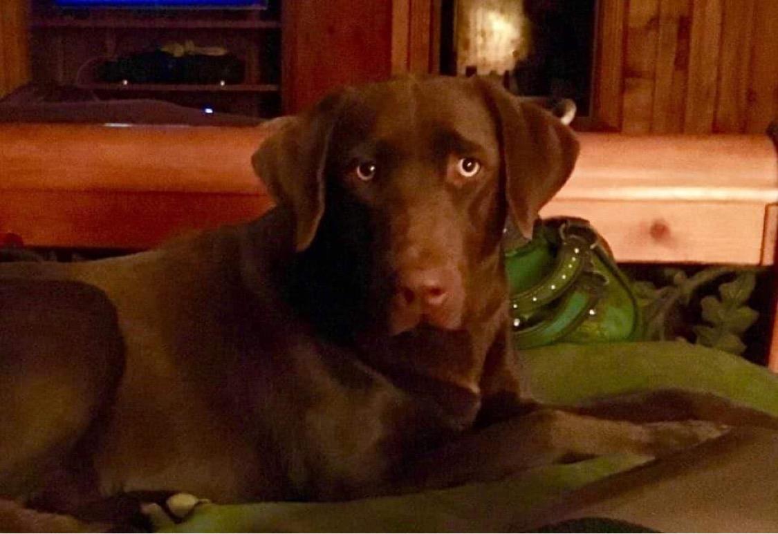 The Sugar & Spice Ranch Labrador Retrievers in Texas | Labrador ...